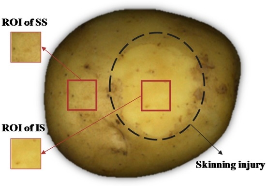 CCD-Based Skinning Injury Recognition on Potato Tubers (Solanum ...