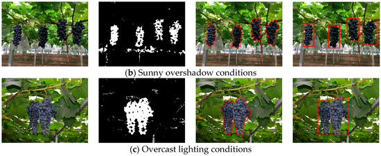 Sensors | Free Full-Text | Robust Grape Cluster Detection in a Vineyard by Combining the ...