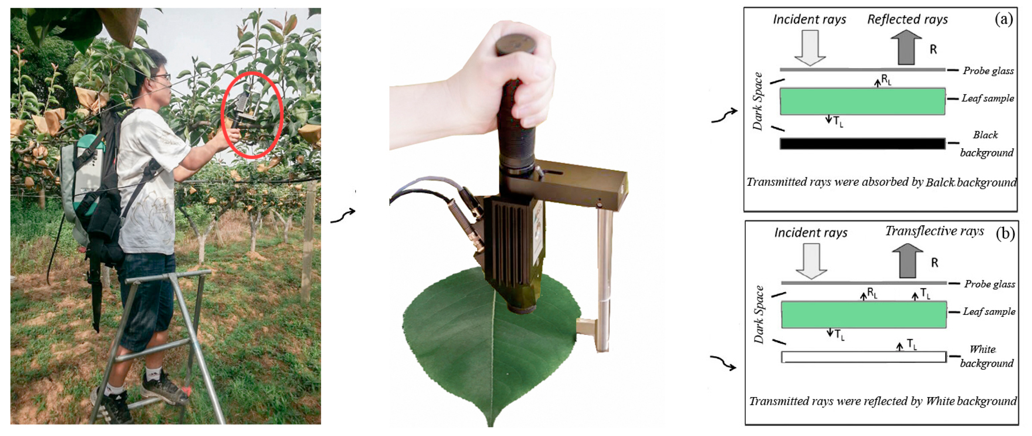 Non-Destructive Evaluation of the Leaf Nitrogen Concentration by In ...