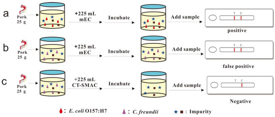 Strategy for Accurate Detection of Escherichia coli O157:H7 in Ground ...