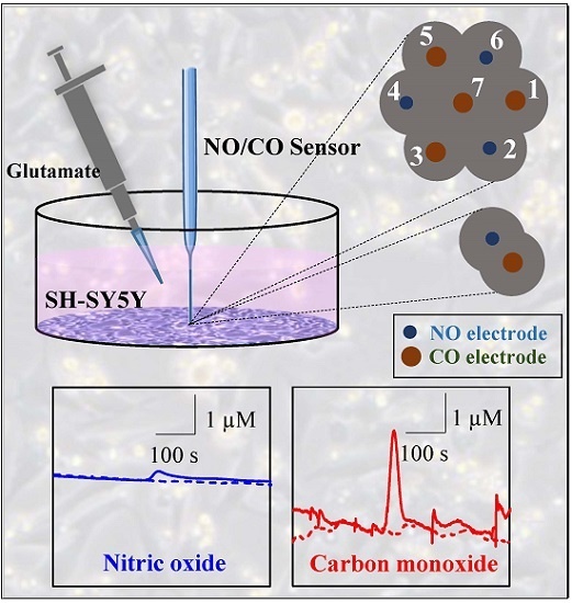 Sensors | Special Issue : Whole Cell-Based Biosensors and Application