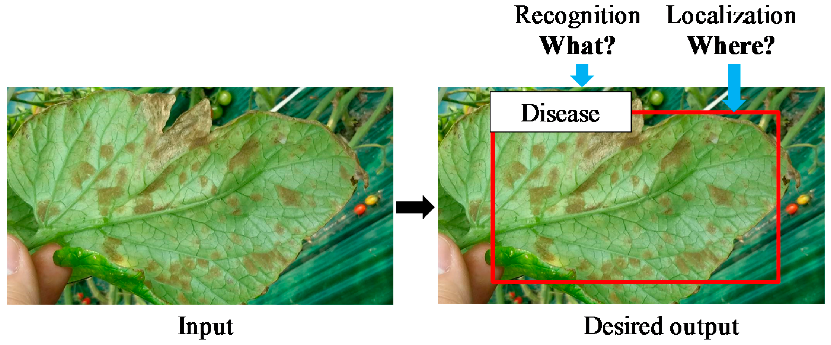 Plant Disease Detection And Classification Using Imag - vrogue.co Plant Disease Detection And Classification Using Imag - vrogue.co