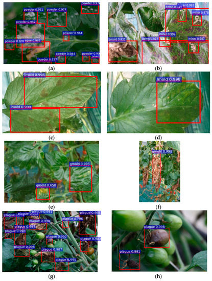 A Robust Deep-Learning-Based Detector for Real-Time Tomato Plant ...
