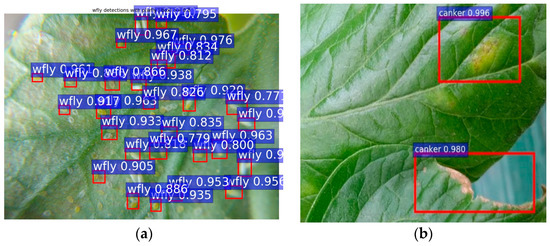 A Robust Deep-Learning-Based Detector for Real-Time Tomato Plant ...