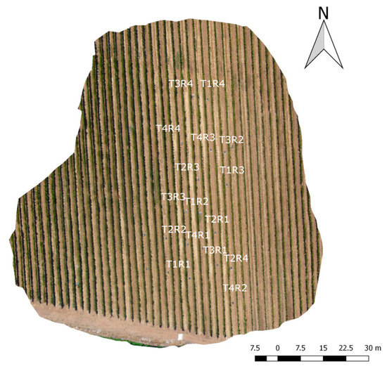 Artificial Neural Network to Predict Vine Water Status Spatial Variability Using Multispectral ...