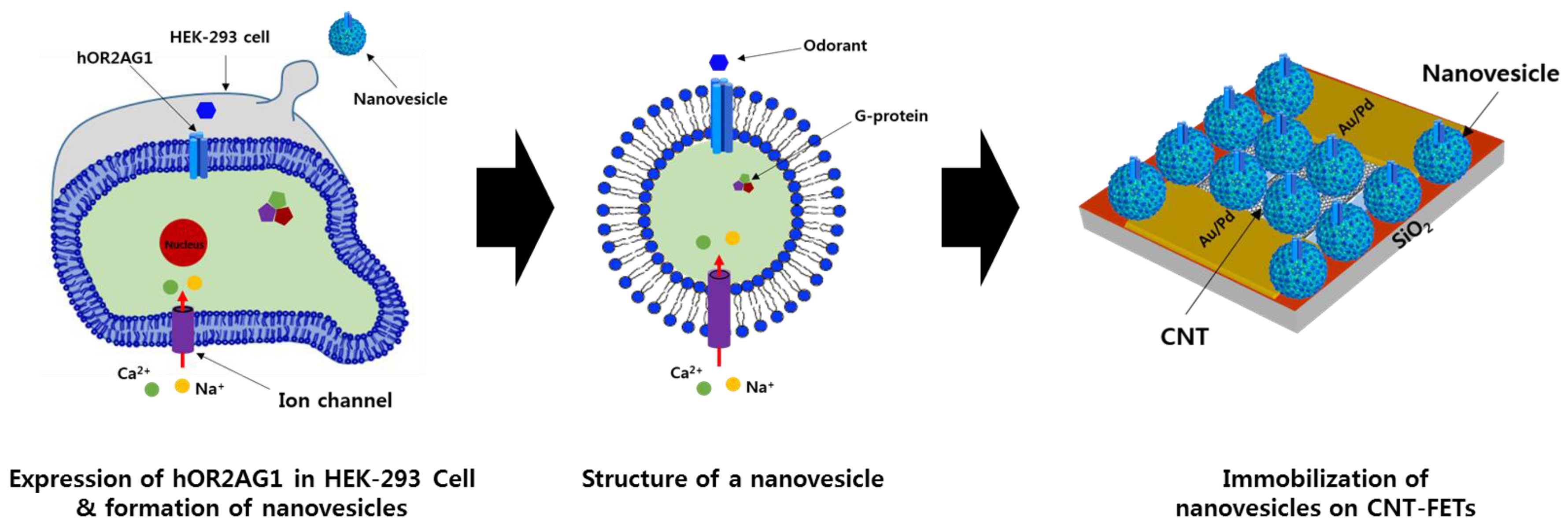 Applications and Advances in Bioelectronic Noses for Odour Sensing