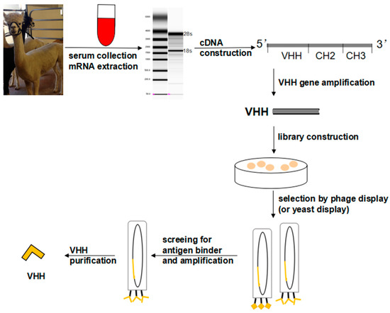 VHH Antibodies: Reagents for Mycotoxin Detection in Food Products