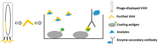 VHH Antibodies: Reagents for Mycotoxin Detection in Food Products
