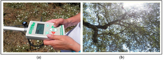 A Holistic Approach to the Evaluation of the Montado Ecosystem Using ...