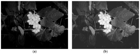 Green Grape Detection and Picking-Point Calculation in a Night-Time Natural Environment Using a ...