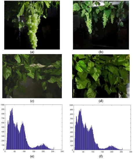 Green Grape Detection and Picking-Point Calculation in a Night-Time Natural Environment Using a ...