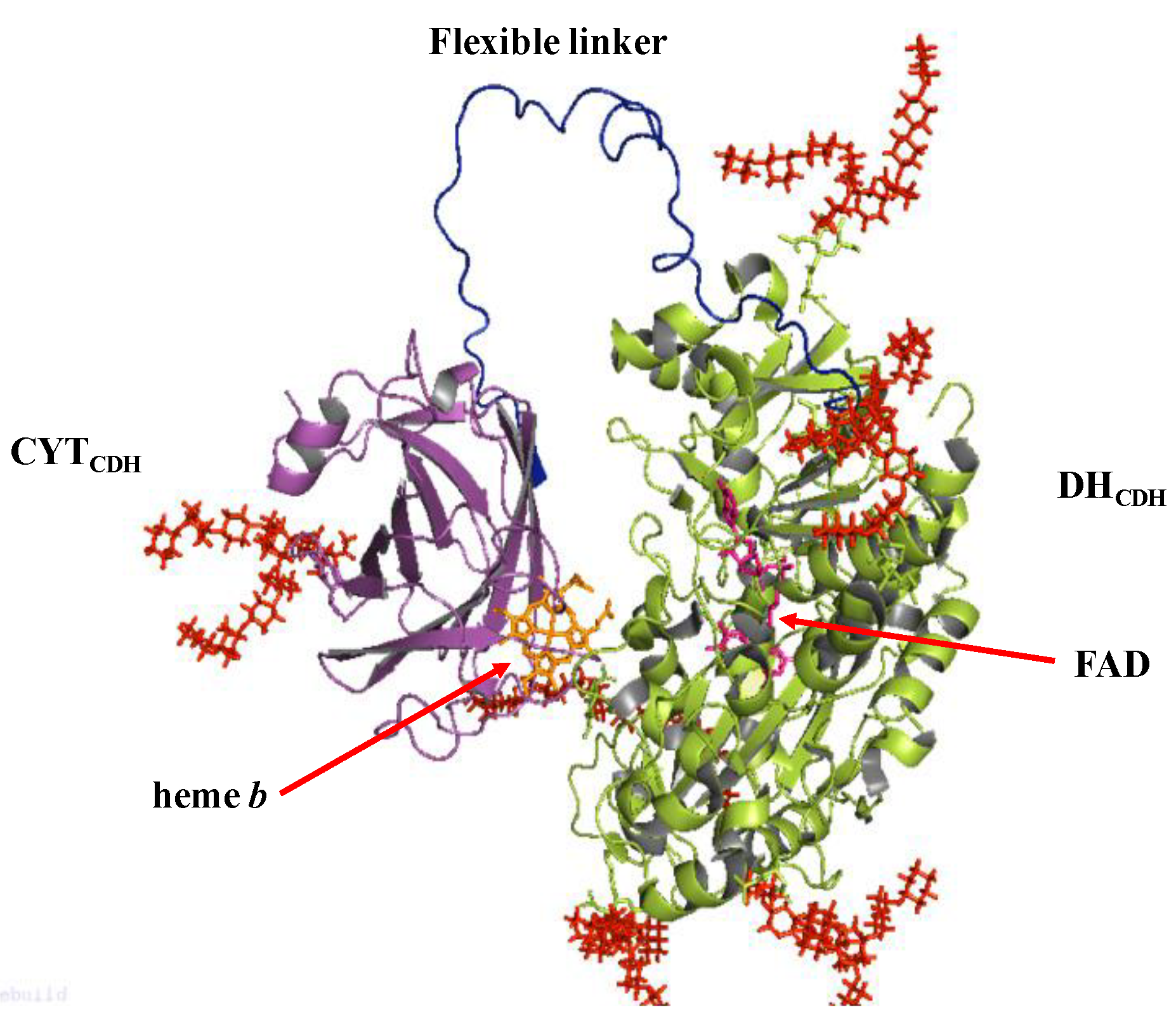 Direct Electron Transfer of Dehydrogenases for Development of 3rd ...