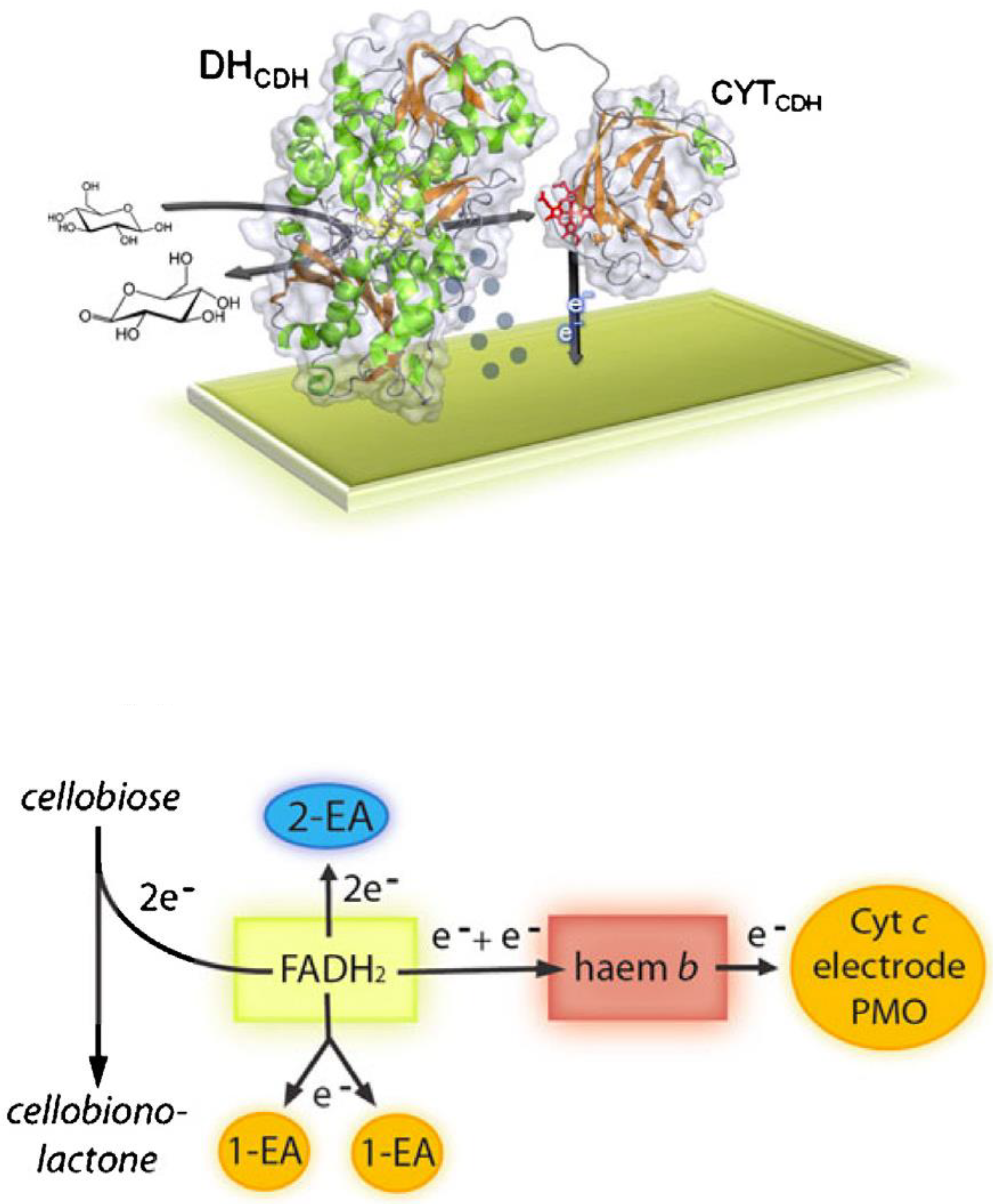 Direct Electron Transfer of Dehydrogenases for Development of 3rd ...