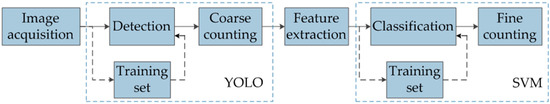 A Vision-Based Counting and Recognition System for Flying Insects in ...