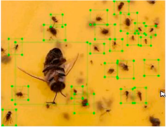A Vision-Based Counting and Recognition System for Flying Insects in ...