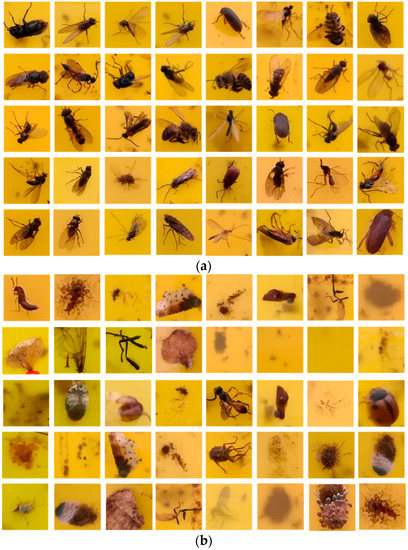 A Vision-Based Counting and Recognition System for Flying Insects in ...