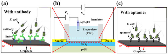Simulation of Graphene Field-Effect Transistor Biosensors for Bacterial ...