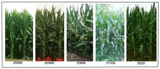 A Non-Destructive and Direction-Insensitive Method Using a Strain ...