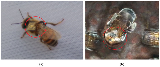 Low-Cost Electronic Tagging System for Bee Monitoring