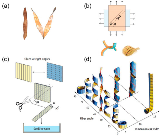 Helical Structures Mimicking Chiral Seedpod Opening and Tendril Coiling