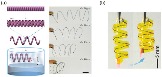 Helical Structures Mimicking Chiral Seedpod Opening and Tendril Coiling