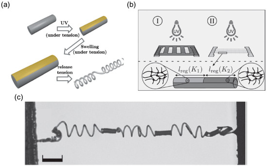 Helical Structures Mimicking Chiral Seedpod Opening and Tendril Coiling