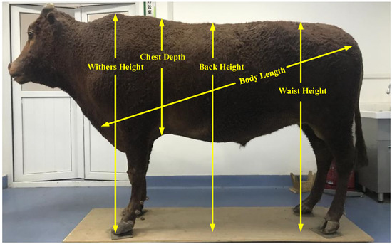 Non-Contact Body Measurement for Qinchuan Cattle with LiDAR Sensor