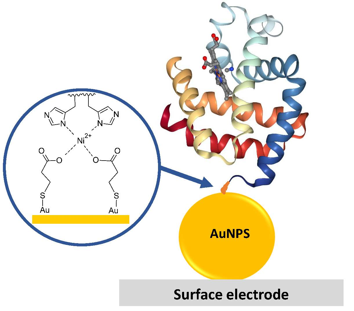 Sensors | Free Full-Text | Characterization of Recombinant His-Tag ...