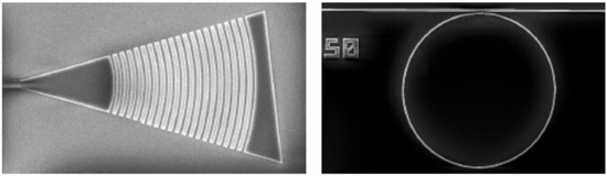 A Diagnostic Device for In-Situ Detection of Swine Viral Diseases: The ...