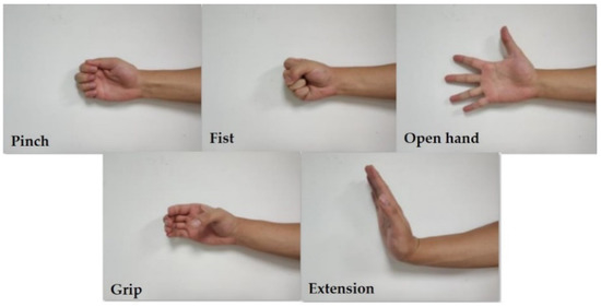 Synergistic Myoelectrical Activities of Forearm Muscles Improving ...