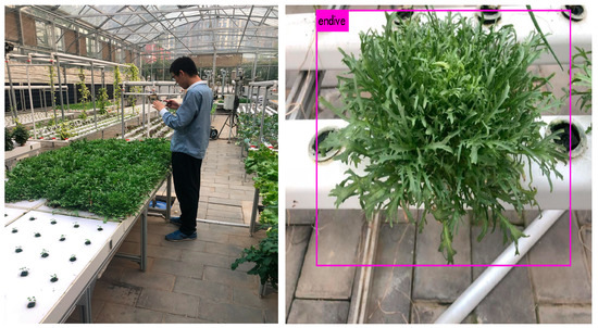 Sensors | Free Full-Text | CropDeep: The Crop Vision Dataset for Deep ...