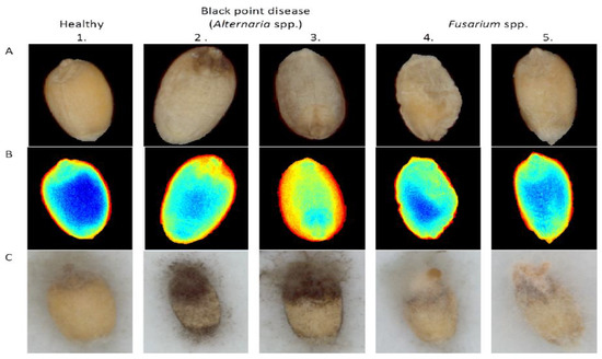Recent Applications of Multispectral Imaging in Seed Phenotyping and ...