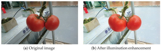 A Mature-Tomato Detection Algorithm Using Machine Learning and Color Analysis
