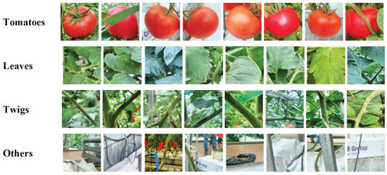 A Mature-Tomato Detection Algorithm Using Machine Learning and Color Analysis