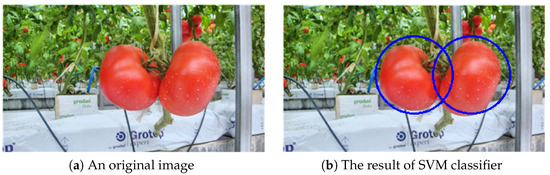 A Mature-Tomato Detection Algorithm Using Machine Learning and Color Analysis