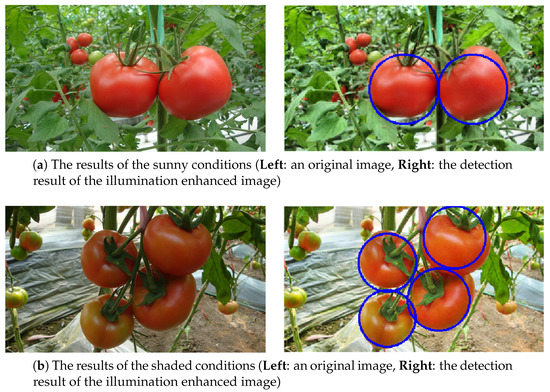 A Mature-Tomato Detection Algorithm Using Machine Learning and Color Analysis