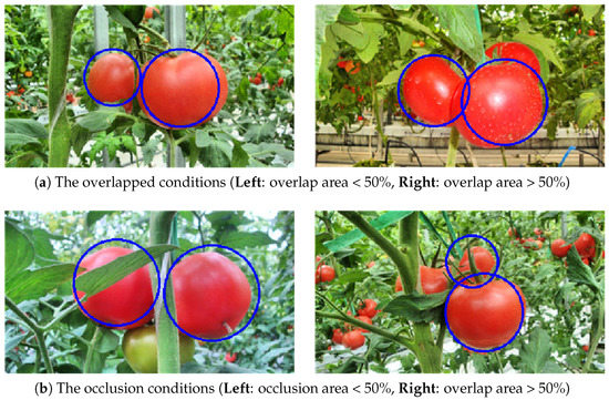 A Mature-Tomato Detection Algorithm Using Machine Learning and Color Analysis