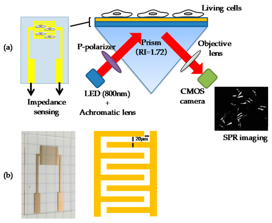 Development of SPR Imaging-Impedance Sensor for Multi-Parametric Living ...