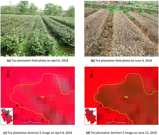 An Improved Multi-temporal and Multi-feature Tea Plantation ...