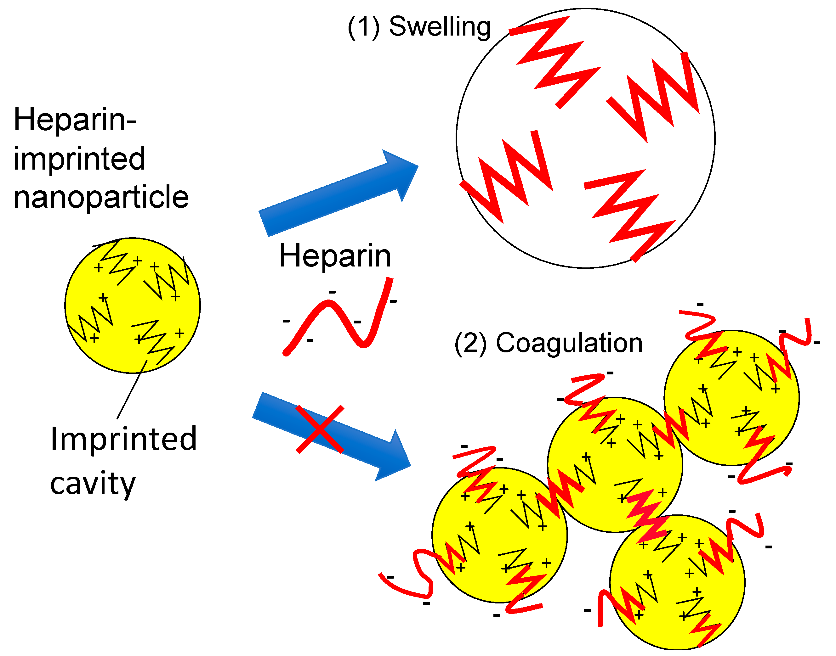 Size of Heparin-Imprinted Nanoparticles Reflects the Matched ...