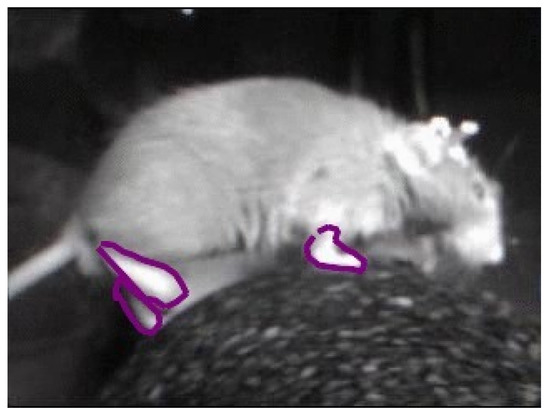 Computer Methods for Automatic Locomotion and Gesture Tracking in Mice ...