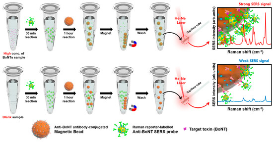SERS-Based Immunoassays for the Detection of Botulinum Toxins A and B ...