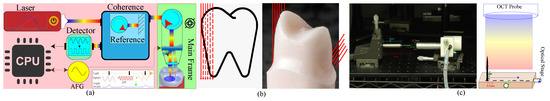 Interactive OCT-Based Tooth Scan and Reconstruction