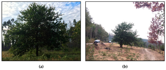 A Radio Channel Model for D2D Communications Blocked by Single Trees in ...