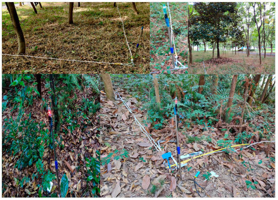 An Integrated Method for Coding Trees, Measuring Tree Diameter, and ...