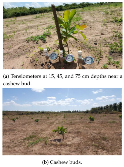 Smart & Green: An Internet-of-Things Framework for Smart Irrigation