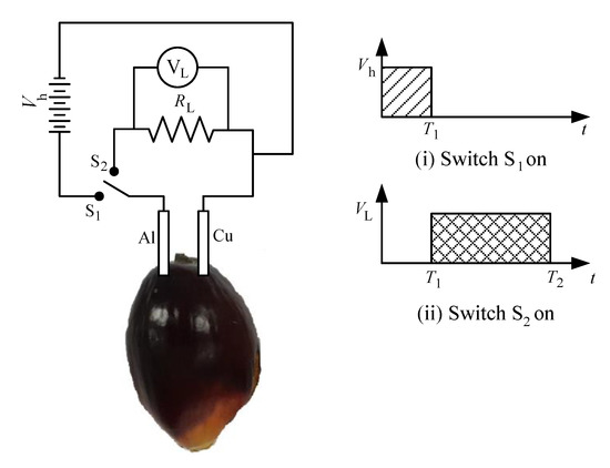 Fruit Battery with Charging Concept for Oil Palm Maturity Sensor