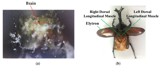 Research on Key Techniques of Insect Flapping Onset Control Based on ...