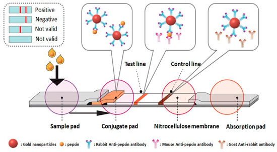 Optimization of Saliva Collection and Immunochromatographic Detection ...