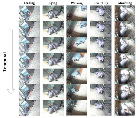 Automated Video Behavior Recognition of Pigs Using Two-Stream ...